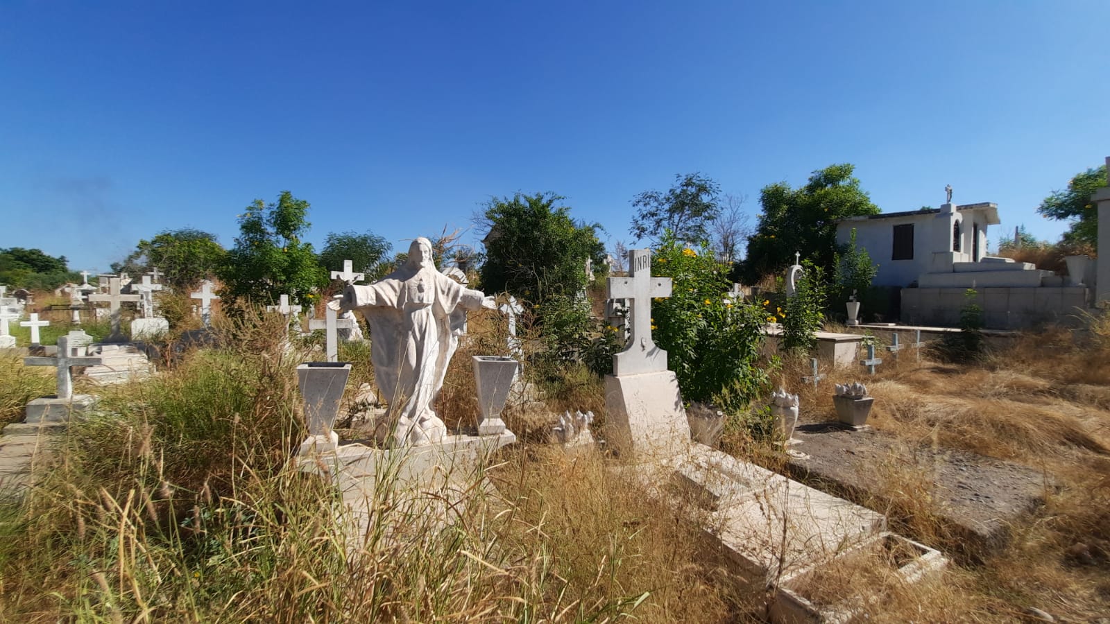 Entre la maleza, se encuentran los sepulcros del Panteón de Cócorit ...