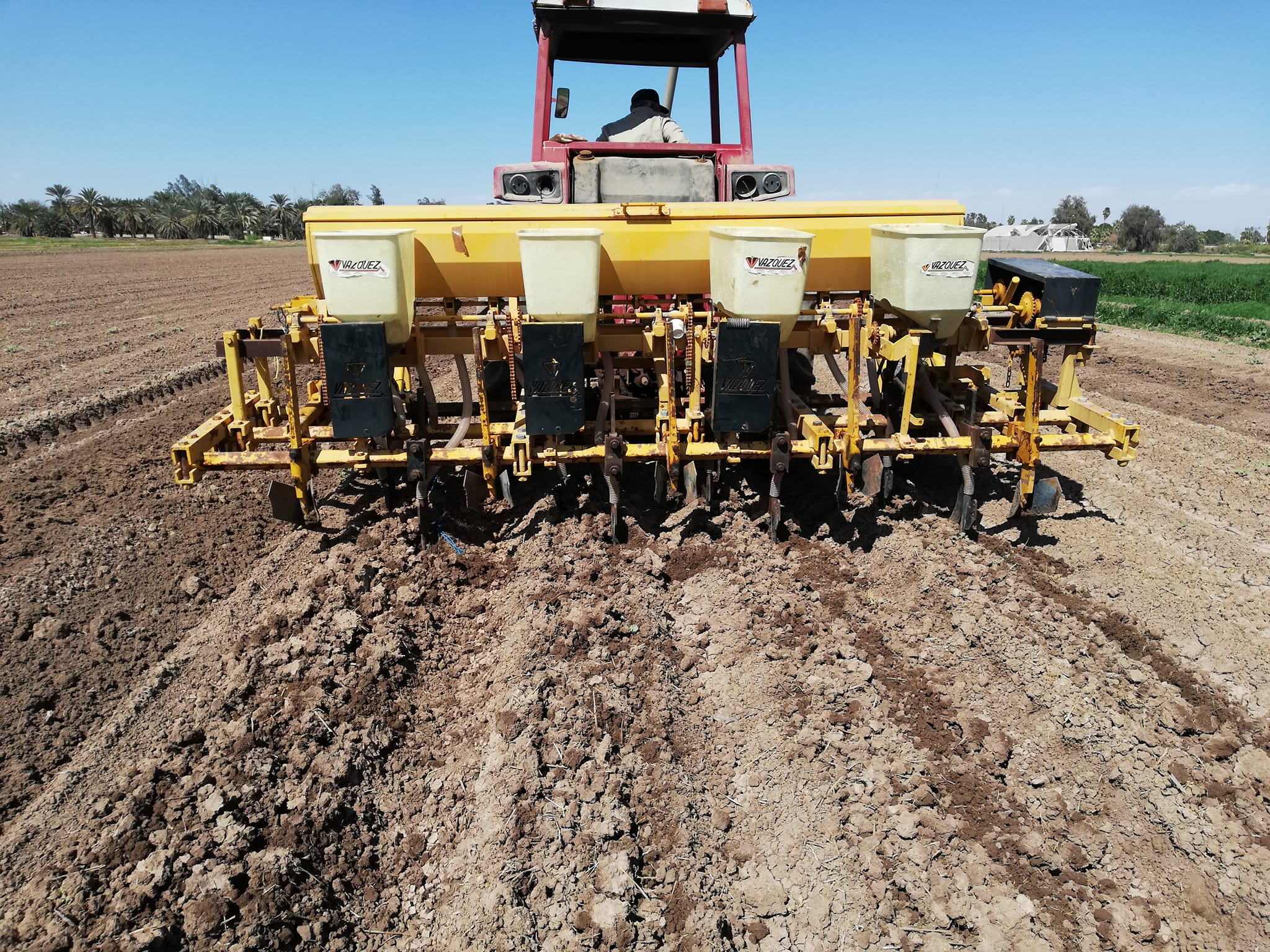 Concluyen las fechas para siembra de trigo - Medios Obson